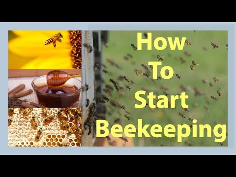 Beekeeping How To Start Beekeeping