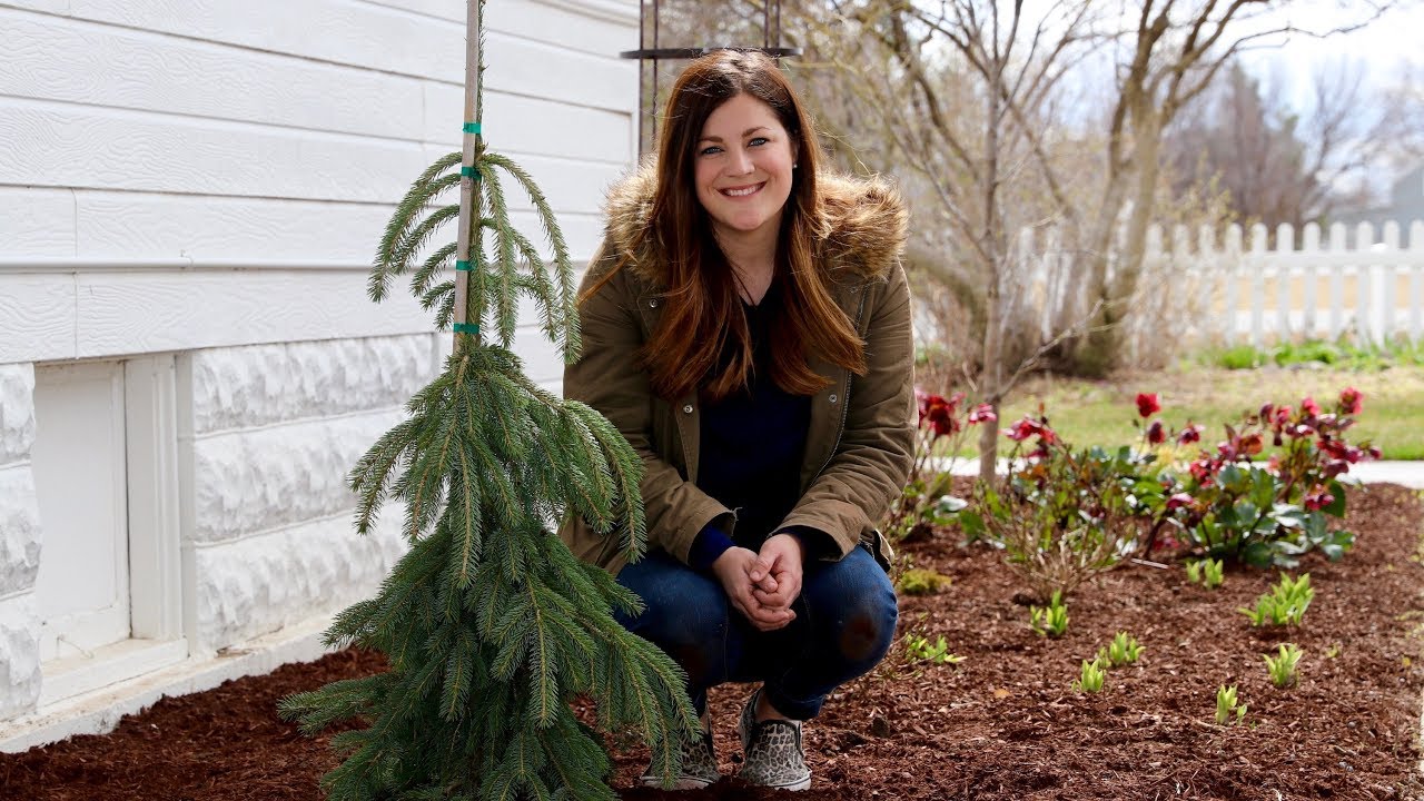 Planting a Weeping White Spruce 🌲💚 // Garden Answer