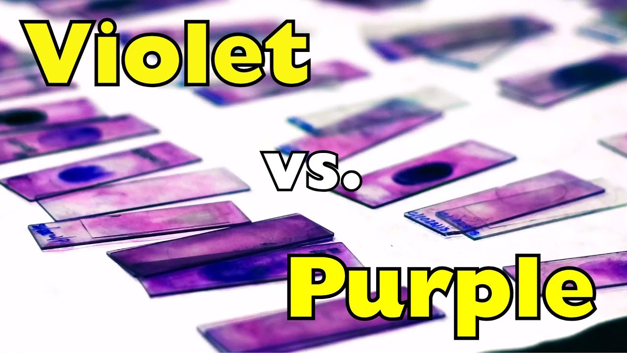 Violet vs. Purple: What’s The Real Difference?