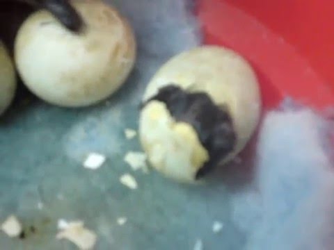 Hatching Duck - Indian Runner