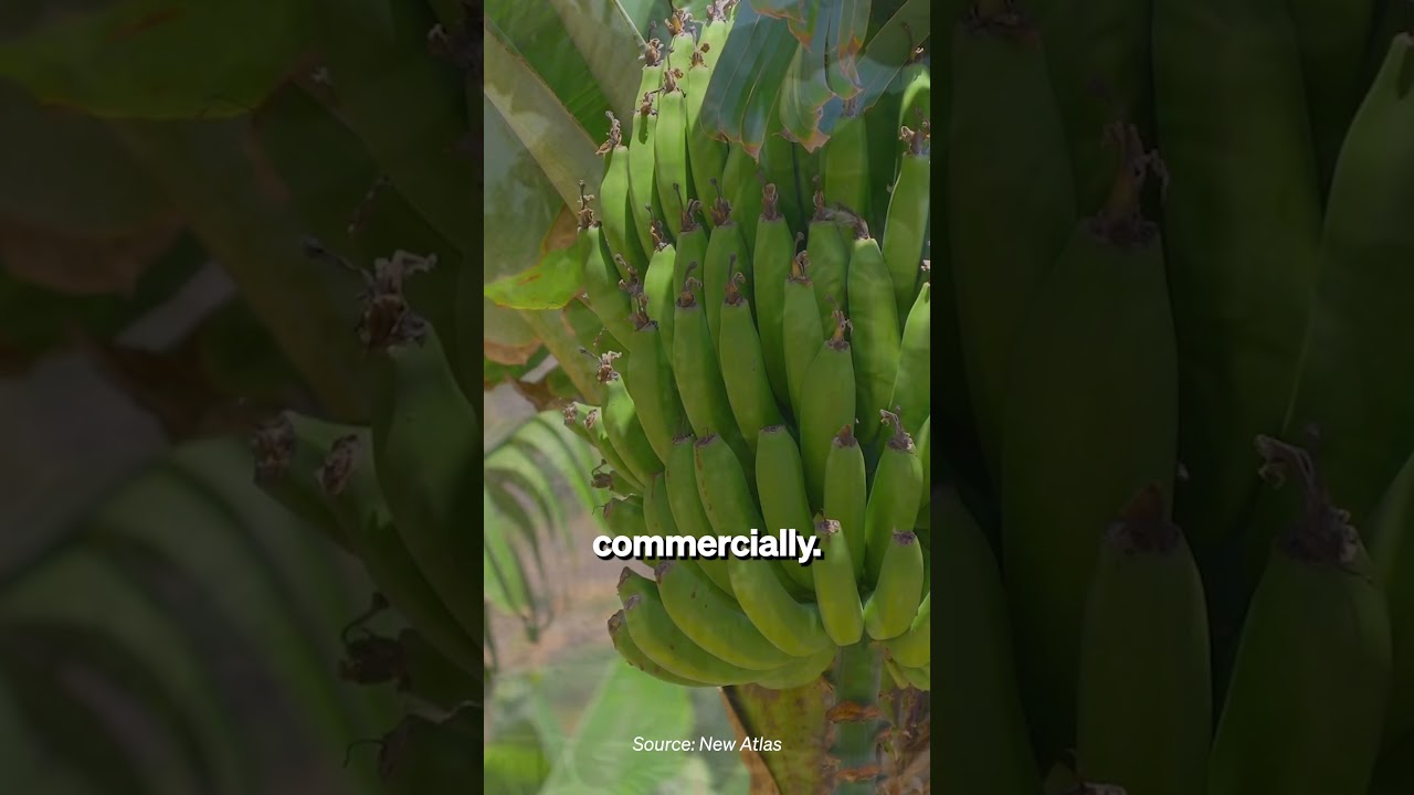Genetic engineering could save the banana