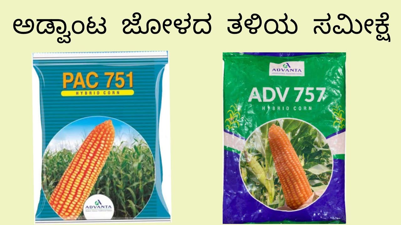 Advanta Maize Review