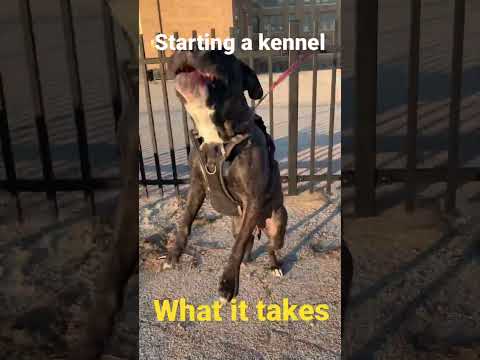 What it takes to start a kennel #dog #pitbull #doglover