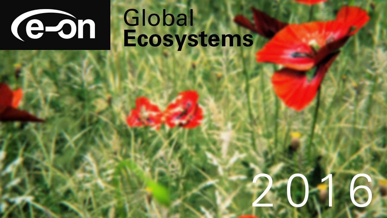 VUE 2016 - Global EcoSystems