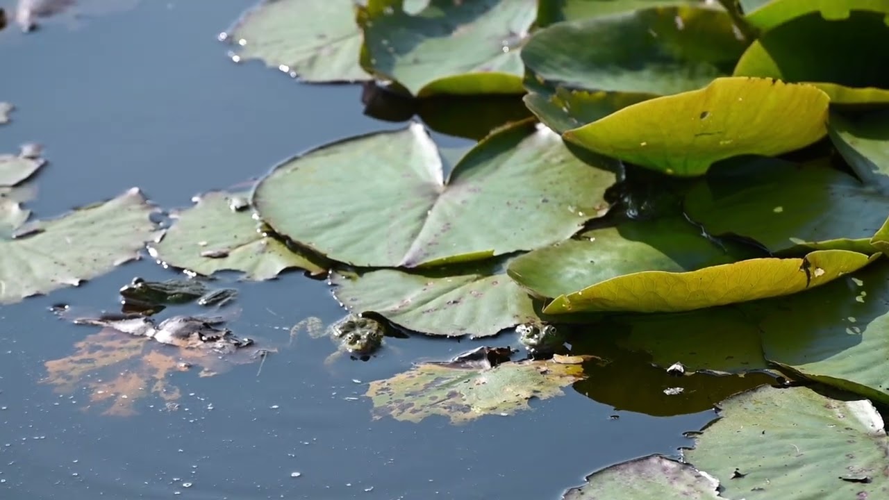 Frog appears to have a problem with his vocal sac (only one expands) on Danish island of Christianso