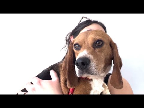 Helen Woodward Animal Center rescues 43 of 4,000 Beagles from Virginia lab-testing breeding facility