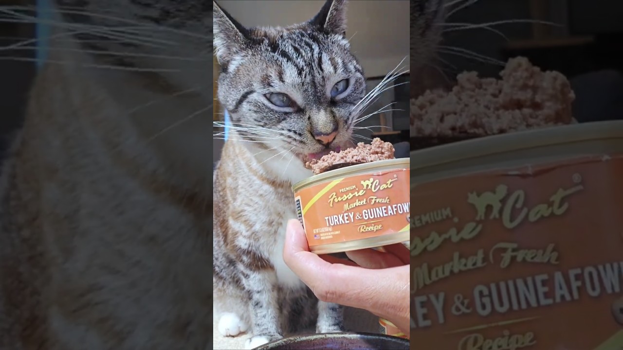 [kitty taste test] Fussie Cat Market Fresh Turkey & Guineafowl Recipe