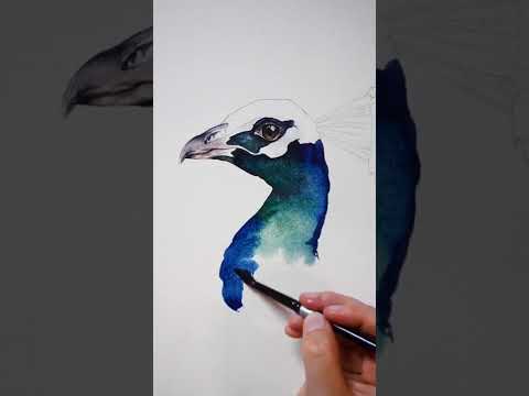 Painting a Peacock with watercolors, longer video on channel