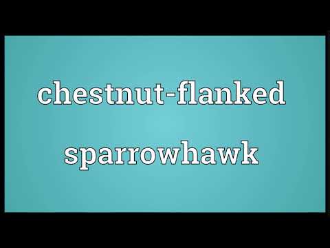 Chestnut flanked sparrowhawk Meaning | Wordogram