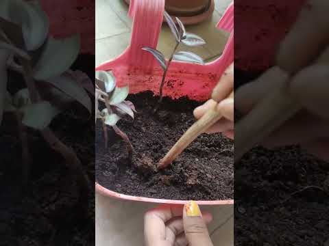 How to propagate wandering Jew plant directly from cutting #plantcare #youtubeshorts #youtube #viral