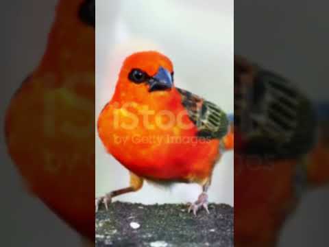Western Tanager Wonders: 5 Eye-Popping Facts! 🐦 #shorts #critterchronicles