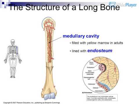 The Skeletal System Osseous Tissue & Skeletal Structure