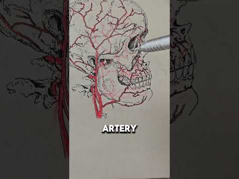 #Artery #vascularity #arteries #artery #head #cranium #neuroanatomy #london #medicaleducation