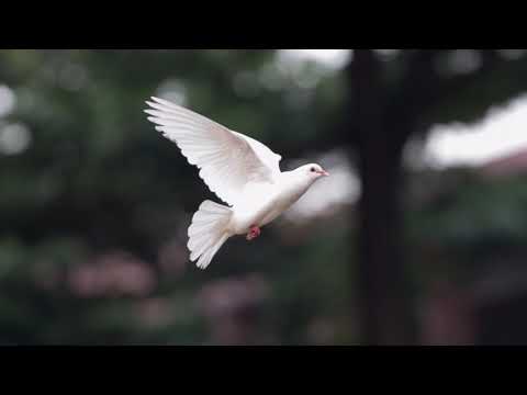 La Paloma(The Dove) - Nana Mouskouri: with lyrics (Spanish\English\한글번역) 라팔로마