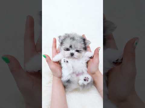 Maltipom as sweet as honey💛 - Aloha Teacup Puppies #maltipom #maltese #pomeranian #merle