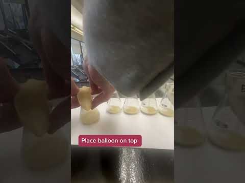 Fermentation LAB Procedure