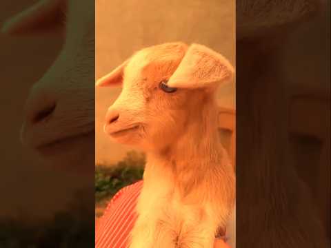 goat ππ & monkey π funny π€£ #funnyvideos #goat #monkey #viral #video #funny #cute #shorts #yt