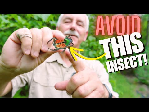 Japanese Beetles ARE GREAT INDICATORS OF...