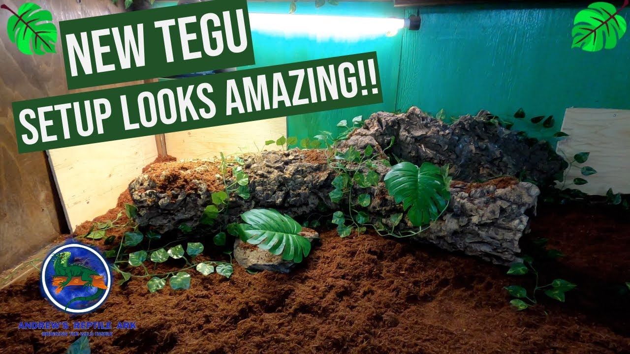 How Do You Setup a Tegu Cage?