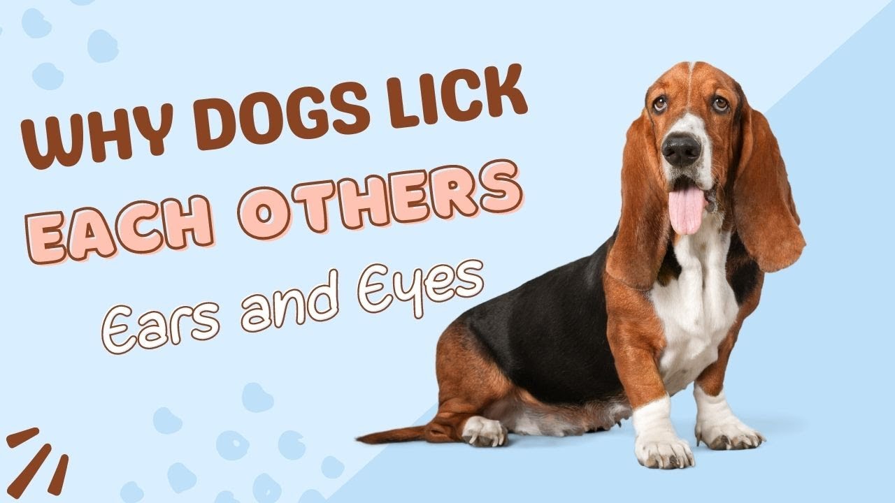 Why Do Dogs Lick Each Others Ears And Eyes - Explained