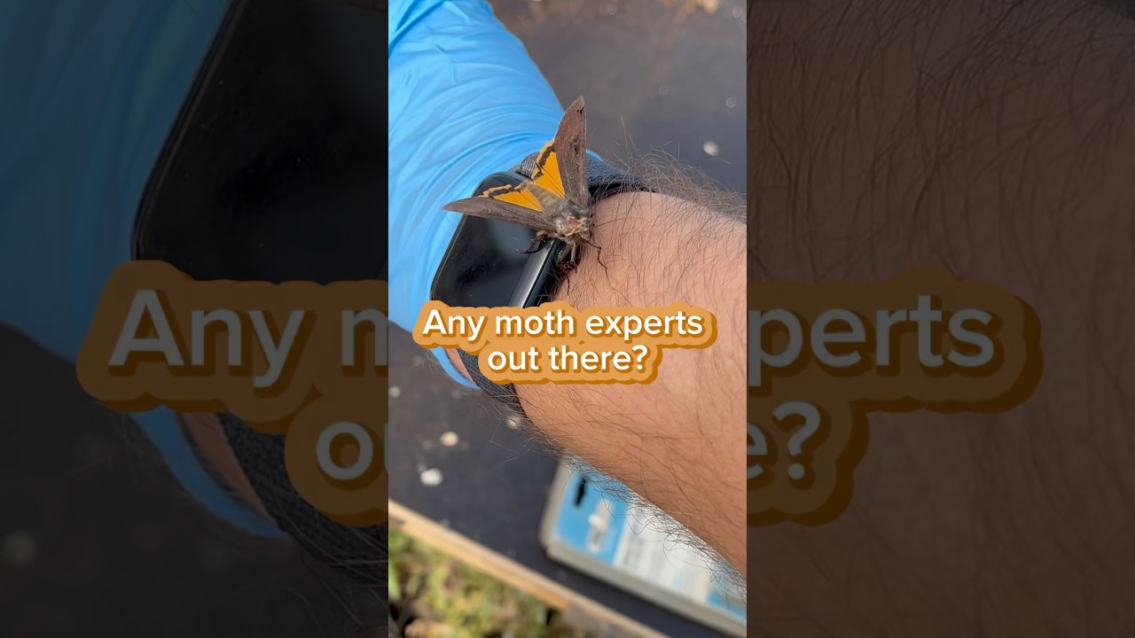 Any moth experts out there that can identify this? #moth #moths #wildlifelover #entomology