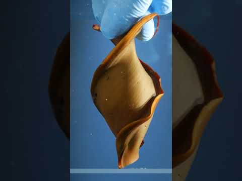 Horn Shark Egg - The Weirdest Animal Egg on Earth