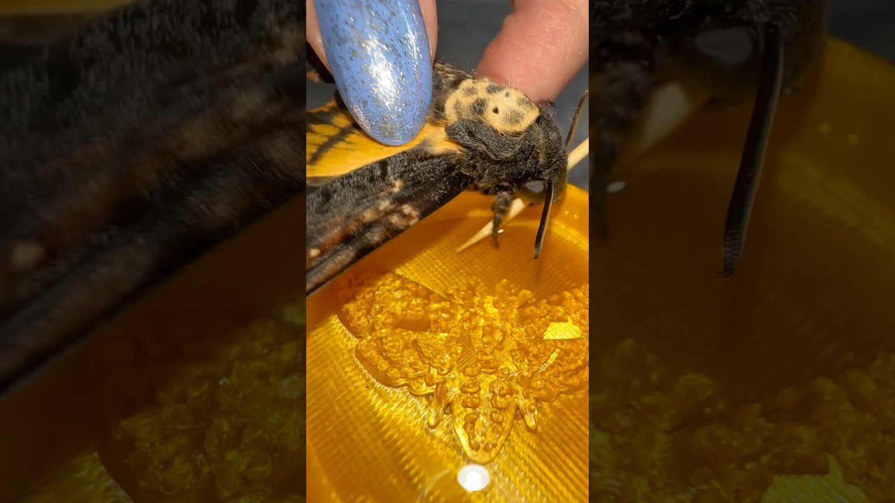 Moth sounds like a SQUEAKY TOY! #mothfeeding #squeakymoth #mothsqueak