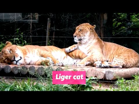 Liger (Panthera leo × Panthera tigris)