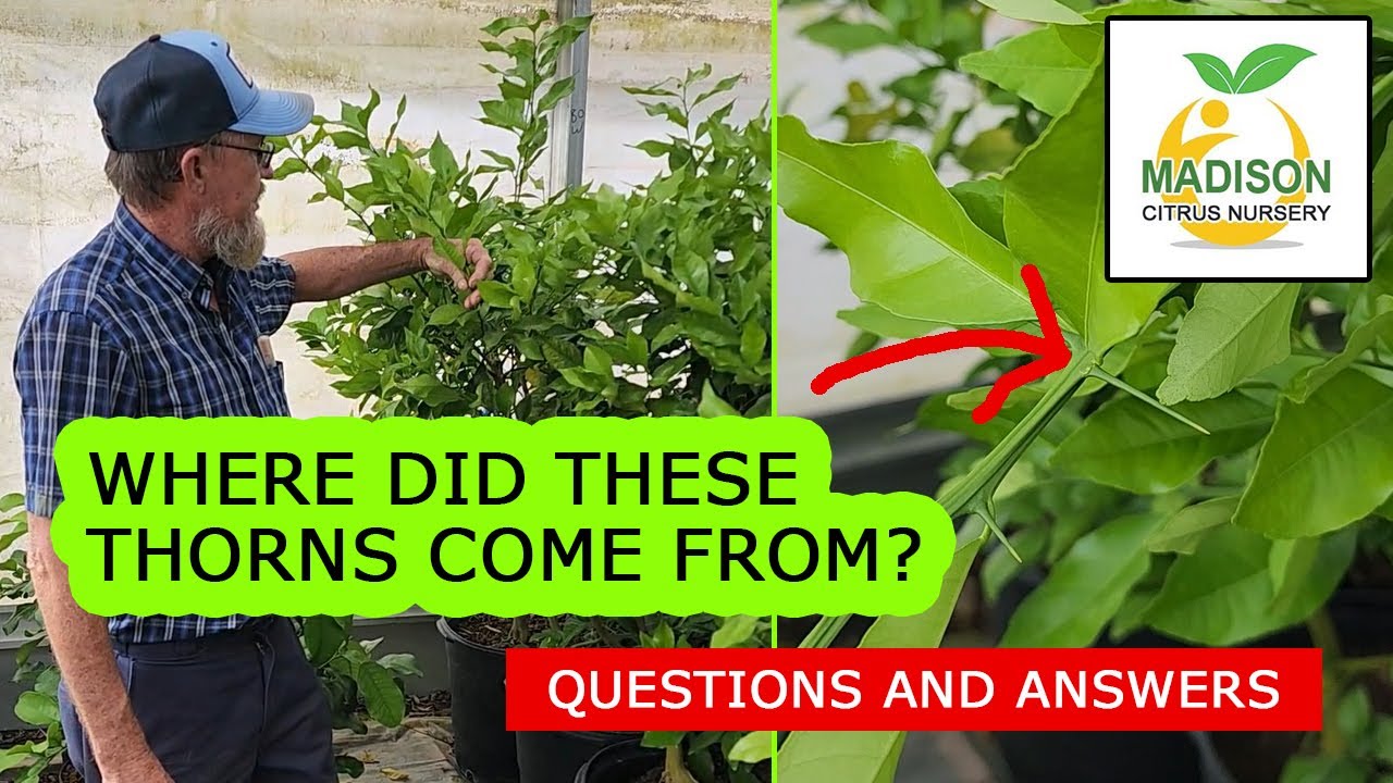 The Surprising Reason Your Tree Branches Are Thorny - Citrus Trees