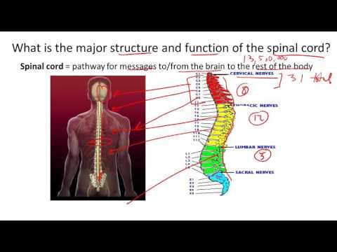 Spinal Cord Structure and Function