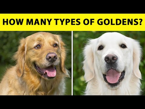 Golden Retriever Quiz 90% of People Fail