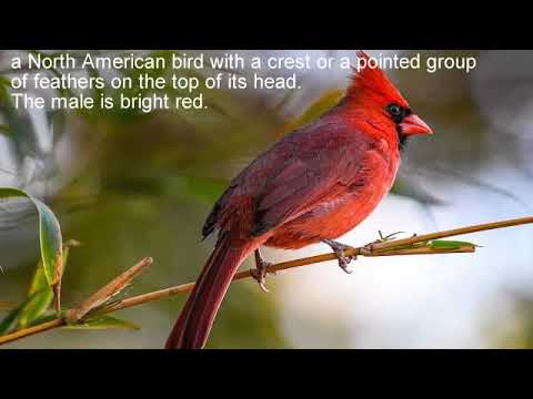 cardinal meaning | Vocabulary for Kids | Children's Dictionary | Learn English Vocabulary