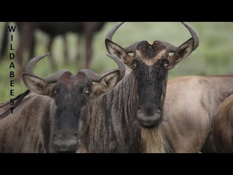 A TASTE OF THE GREAT SERENGETI WILDABEEST MIGRATION (TANZANIA & KENYA)