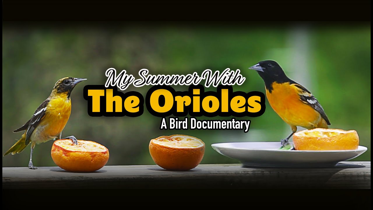 My Summer With The Orioles - A Bird Documentary