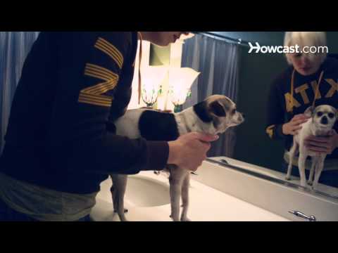 How to Recognize the Signs & Symptoms of Canine Kidney Disease