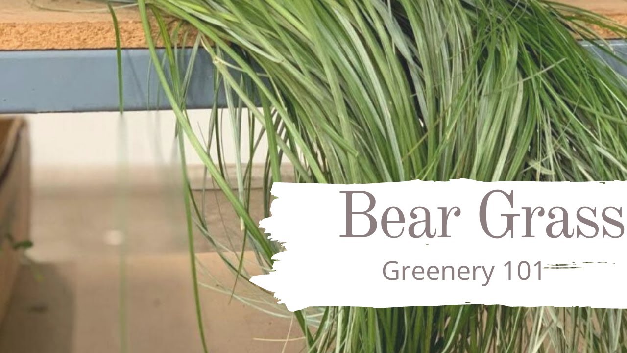 You Floral - Bear Grass