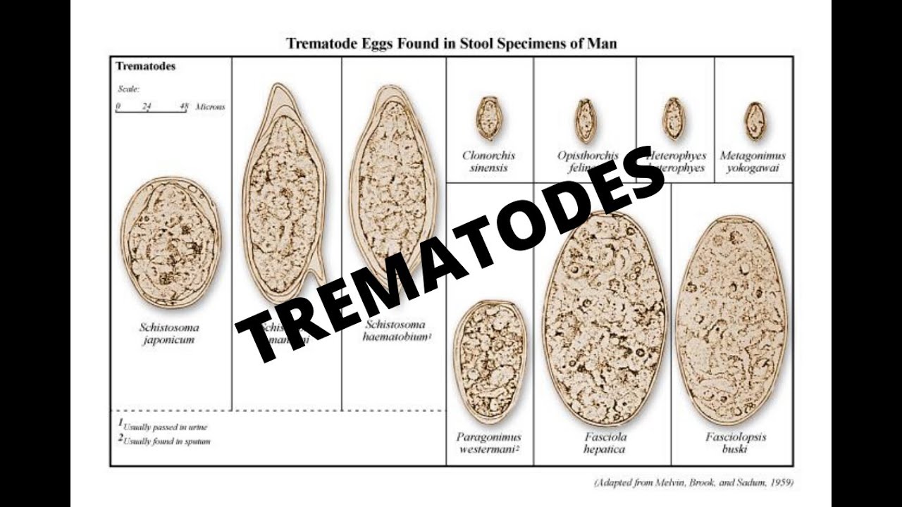 Parasitology 101: Trematodes