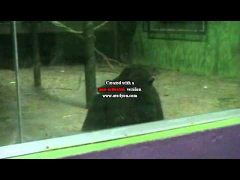 Anti-zoo campaigns | ANAW