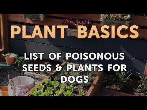 List of Poisonous Seeds & Plants for Dogs