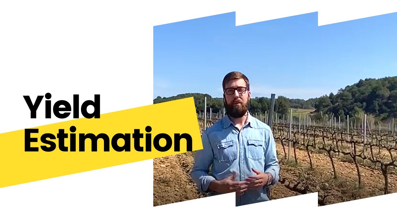 Lluis Nache Explains - Yield Estimation