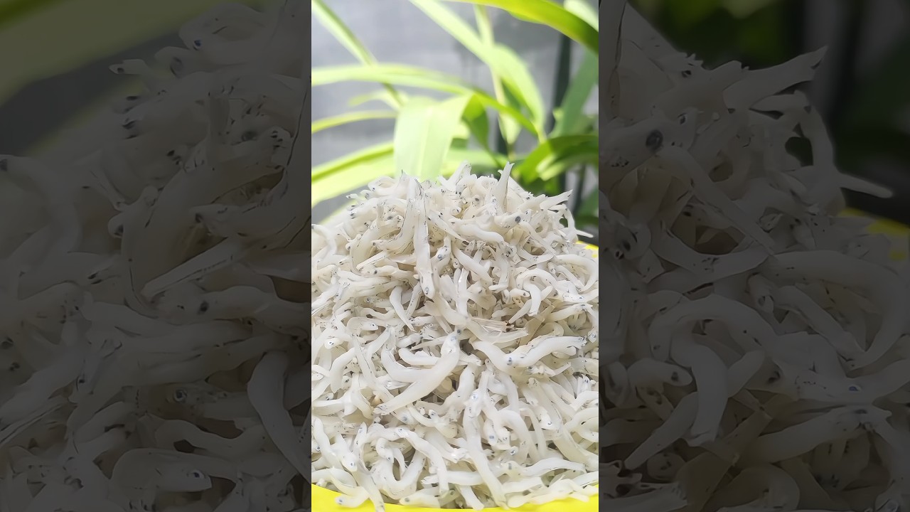 Jual Ikan Teri Di Medan, WA 0853-6000-5459, Oleh Oleh Medan, Teri Medan GroSIR