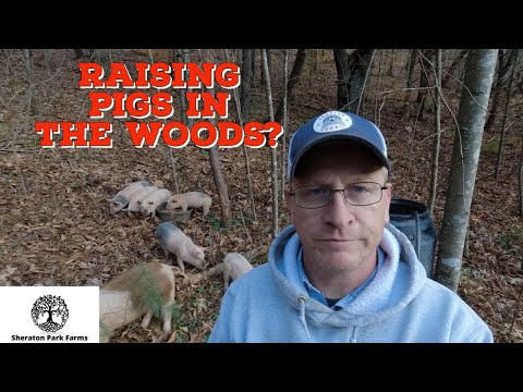 How To Raise Pigs In The Woods