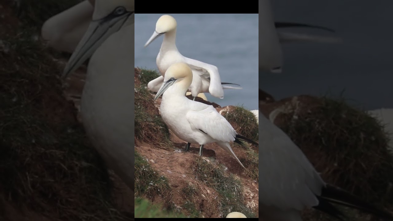Nesting Northern Gannets.