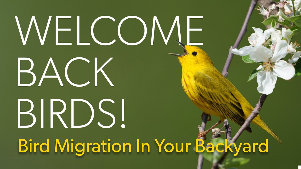 Bird Migration In Your Backyard Live Event [Recording] | Welcome Back Birds!