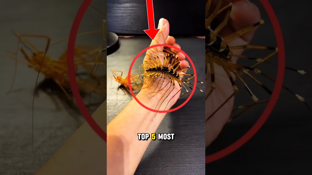 TOP 5 MOST DANGEROUS INSECTS IN THE WORLD ‼️🌎