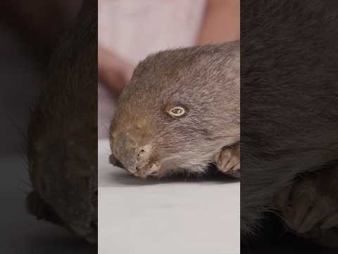 How does a wombat make square poo? #NaturalHistoryMuseum #Wombat #Poop
