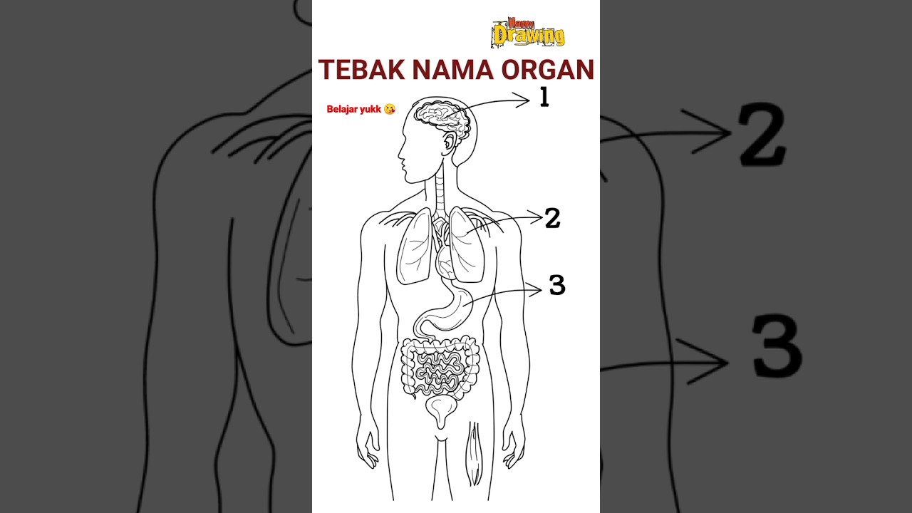 Belajar nama nama organ dalam tubuh manusia #short #whiteboard