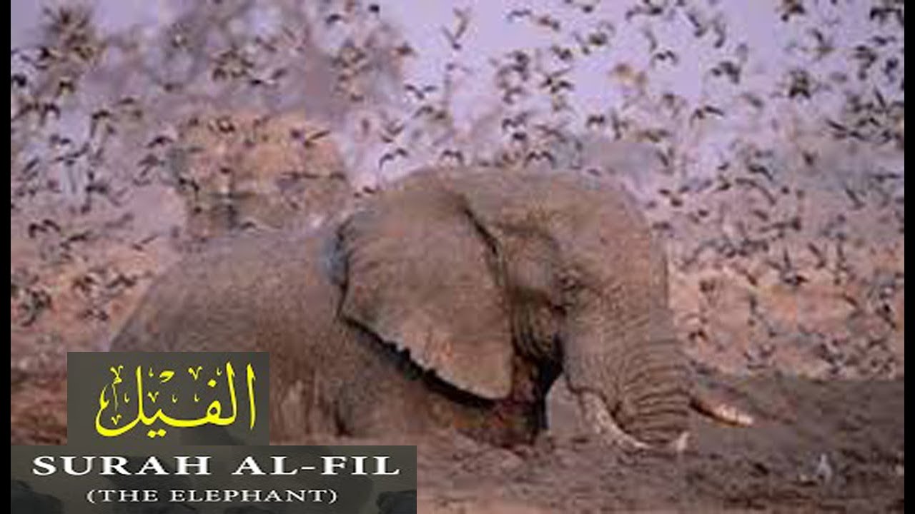 Al Fil Surah Al Feel The Elephant سورة الفيل Meditation Quran