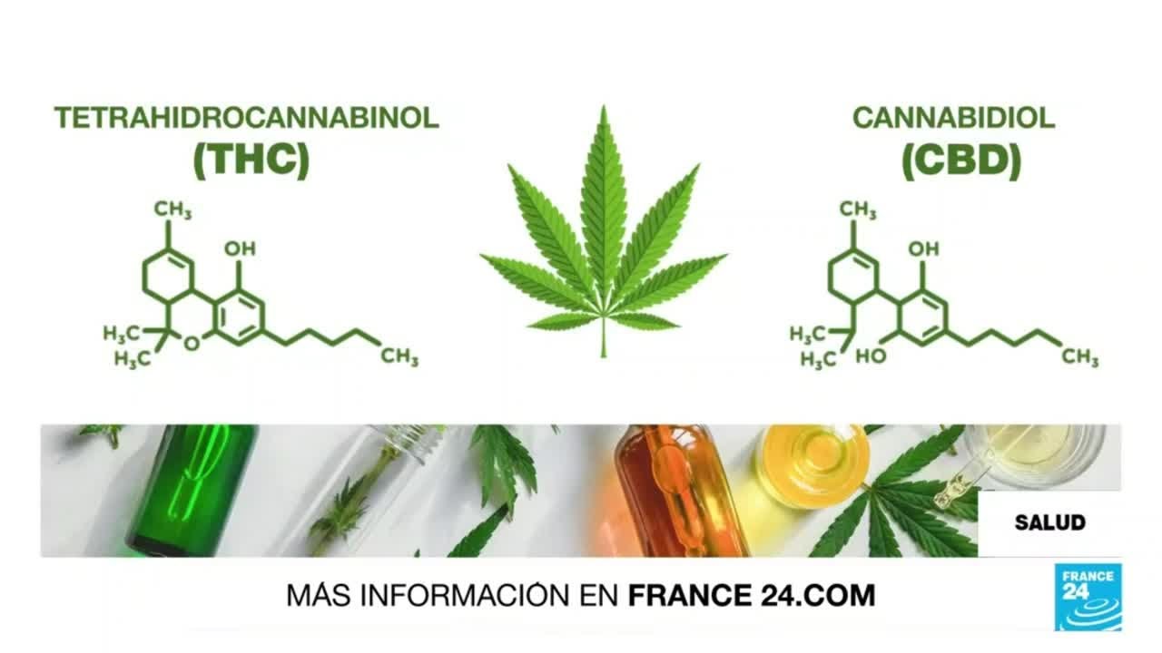 ¿Qué es la marihuana medicinal? Los usos de los compuestos derivados de la planta del cannabis