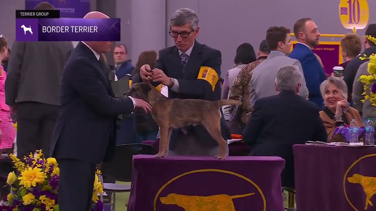 Border Terriers | Breed Judging 2026